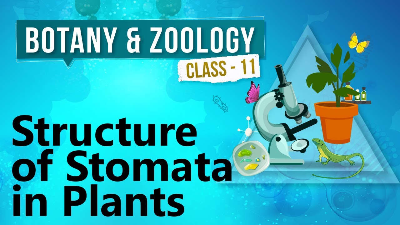 Structure of Stomata in Plants - Plant Water Relation and Mineral ...