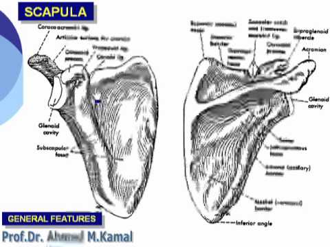 General features of Scapula - YouTube