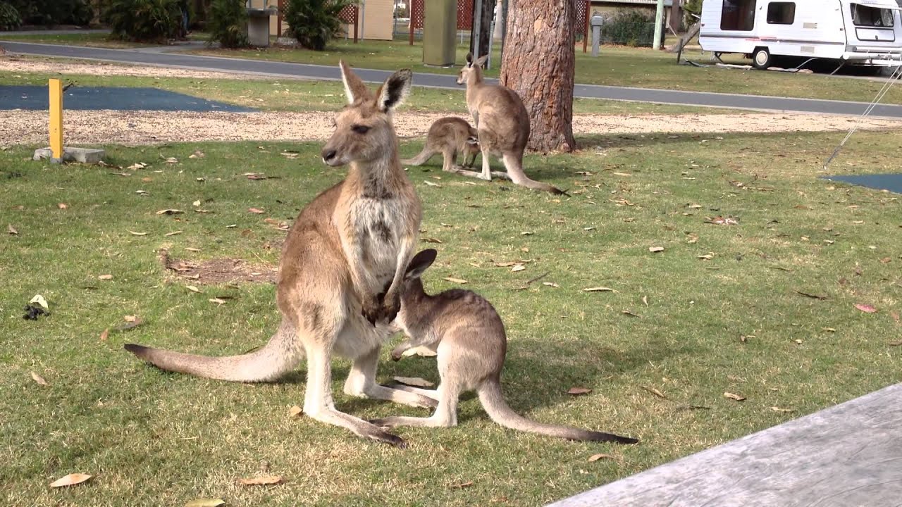 A patient mother kangaroo and her baby in NSW Australia (Baby kangaroo ...
