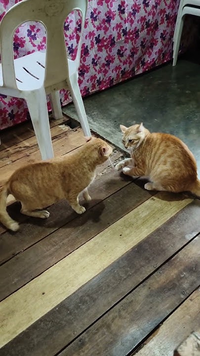 the two orange brothers: Taku and Kola. #pets #cats #catshorts - YouTube