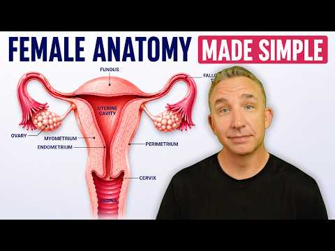 Female Reproductive System Anatomy | Ovary, Uterus & Fallopian Tube Anatomy