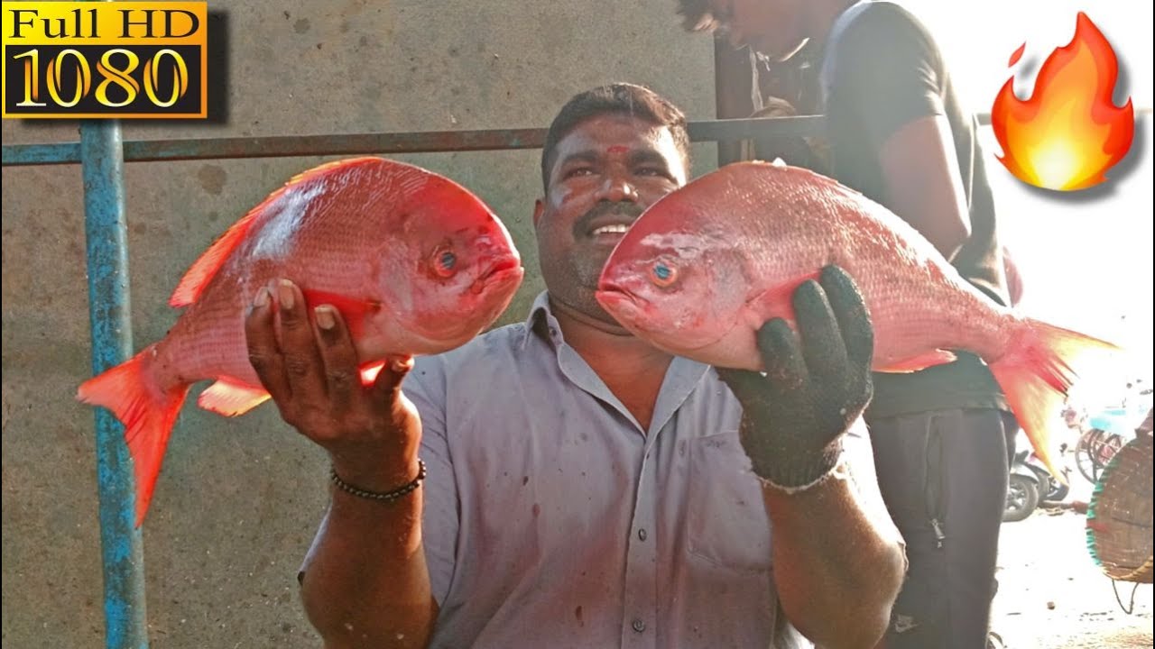 KASIMEDU FISH CUTTING💥| RED ROMEO FISH CUTTING🐟 | FISH CUTTING SKILL ...