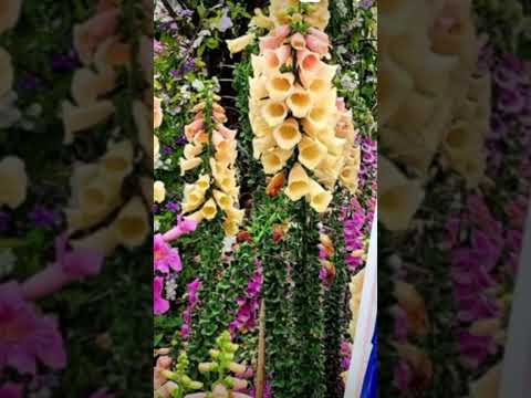 #Beautiful #flowers #Nature'sLovers #stress #Realaiver 2 Evry-0ne Pls ...