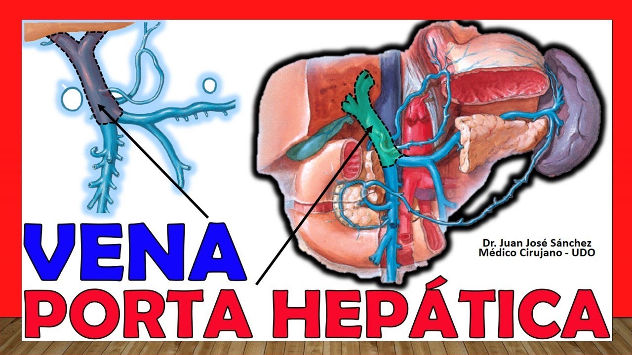 🥇 VENA PORTA-HEPÁTICA. (Conformación, Tributarias, Relaciones). ¡Fácil ...