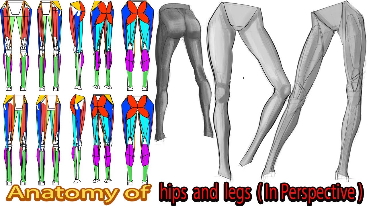 Anatomy of hips and legs (In Perspective) - YouTube