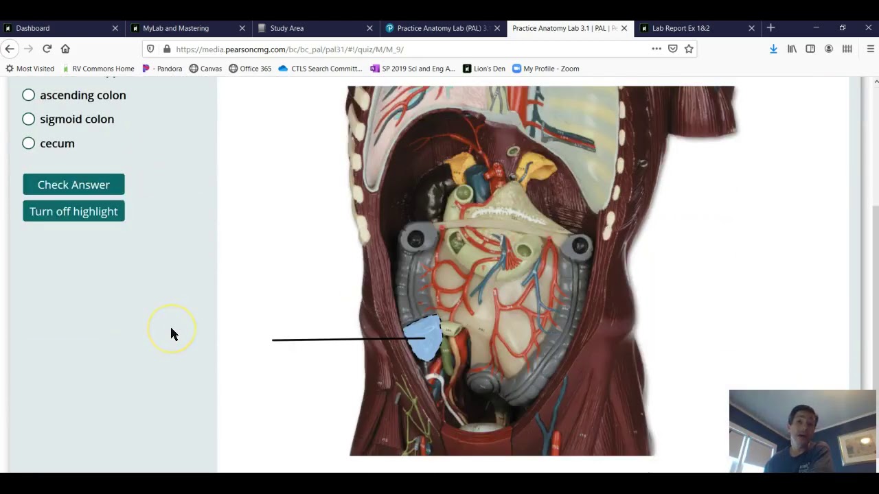 Just Practice Anatomy Lab - YouTube