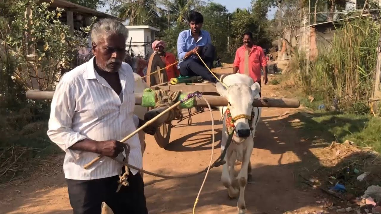 Bullock cart training to our Baby Bulls by my Father || మా ఒంగోలు ...