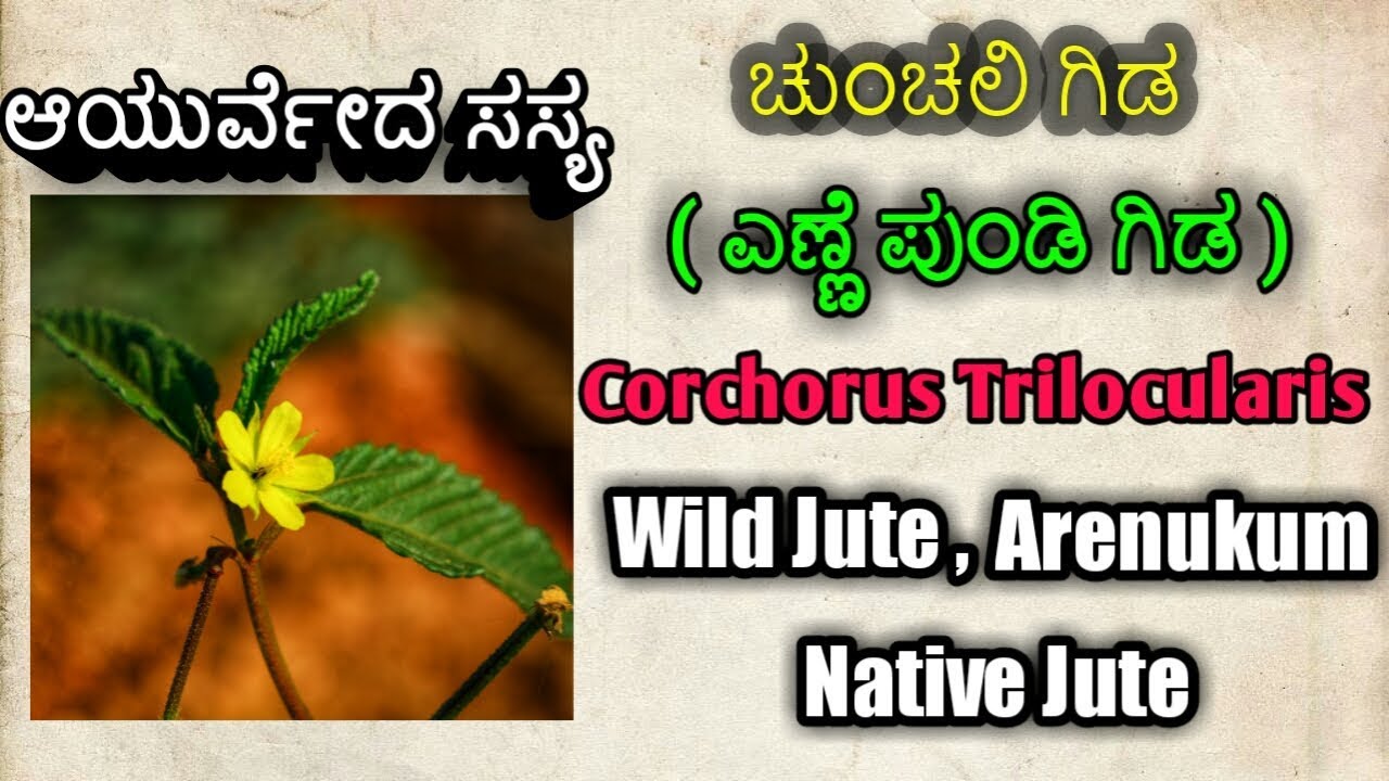 ಚುಂಚಲಿ ಗಿಡ, Corchorus Trilocularis, Wild Jute, Arenukum, Native Jute ...