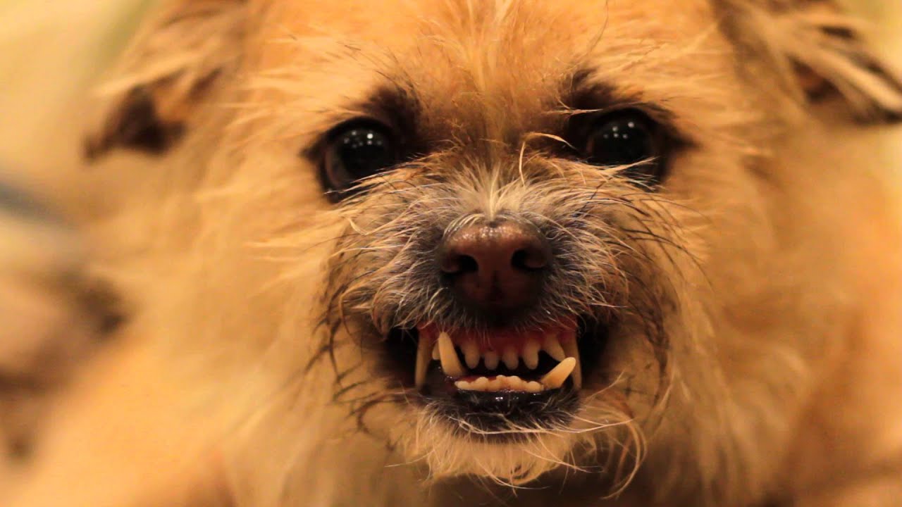 Scruffy is pissed off and shows his teeth. - YouTube