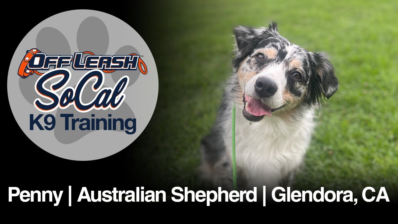Australian Shepherd Dog Training | Penny | Glendora , CA - YouTube