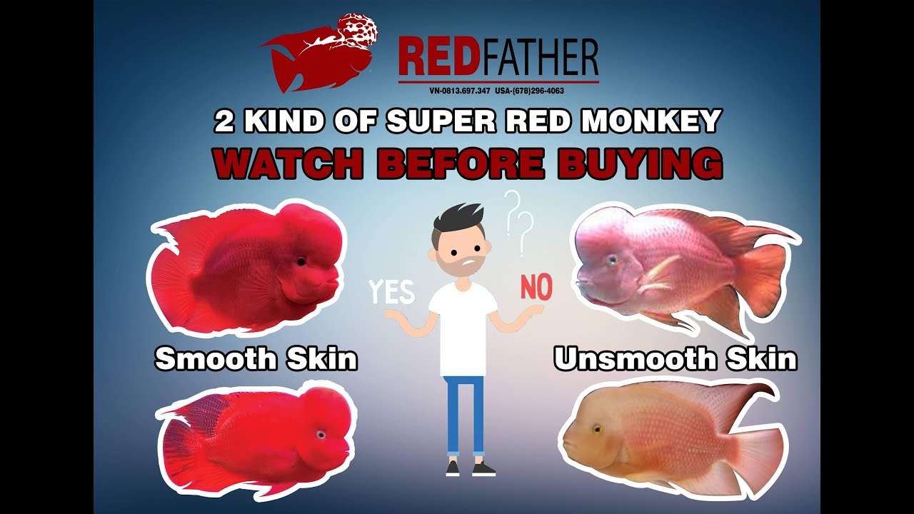 Watch before buying Super Red Monkey Flowerhorn - 2 kind of SRM but you ...