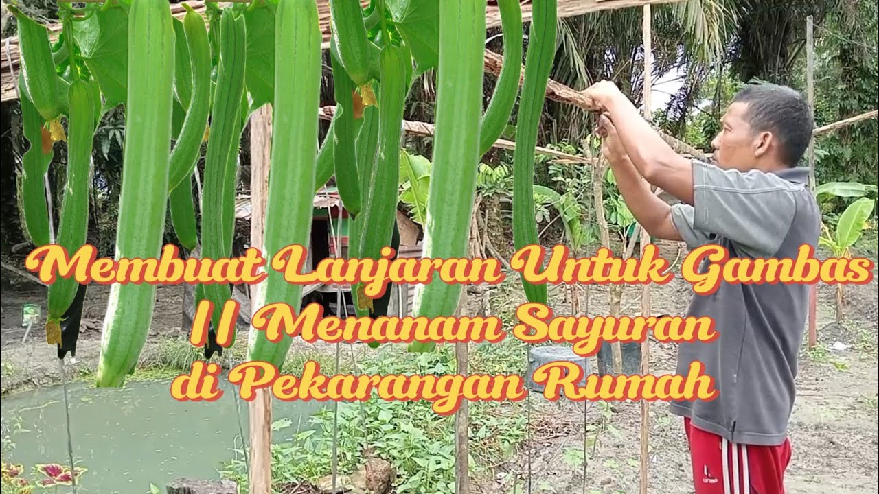 membuat Lanjaran Untuk Gambas|| menanam sayuran di pekarangan rumah ...