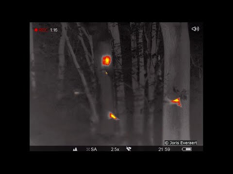 kraamkolonie mopsvleermuis in het Heidebos in Wachtebeke, 18 mei 2024 ...