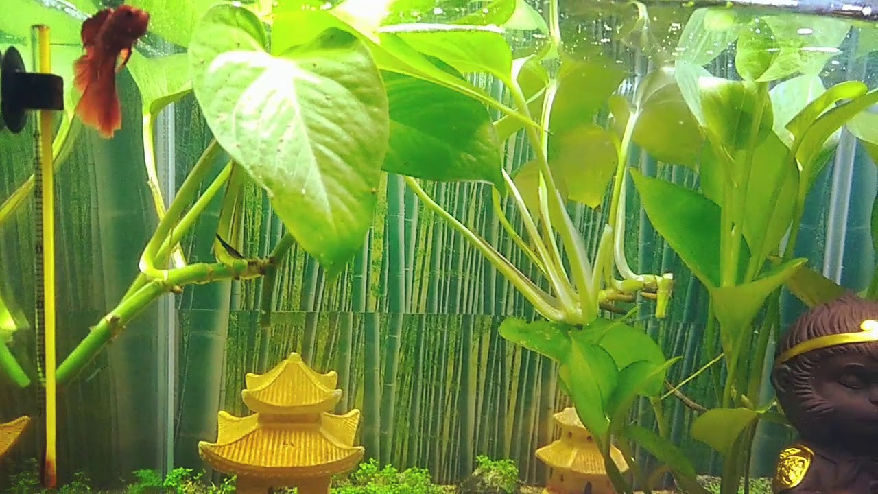 Little Betta fishes - YouTube