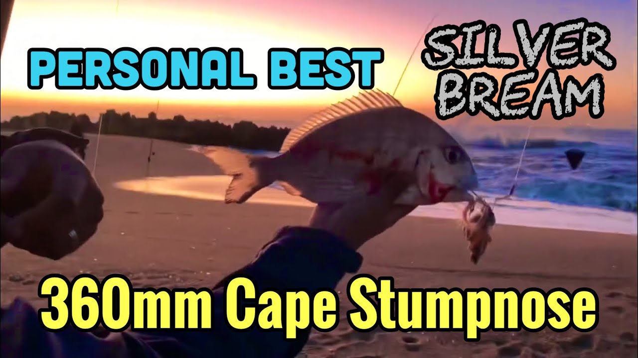 Silver Bream Cape Stumpnose Fishing Umdloti Beach Durban South Africa ...