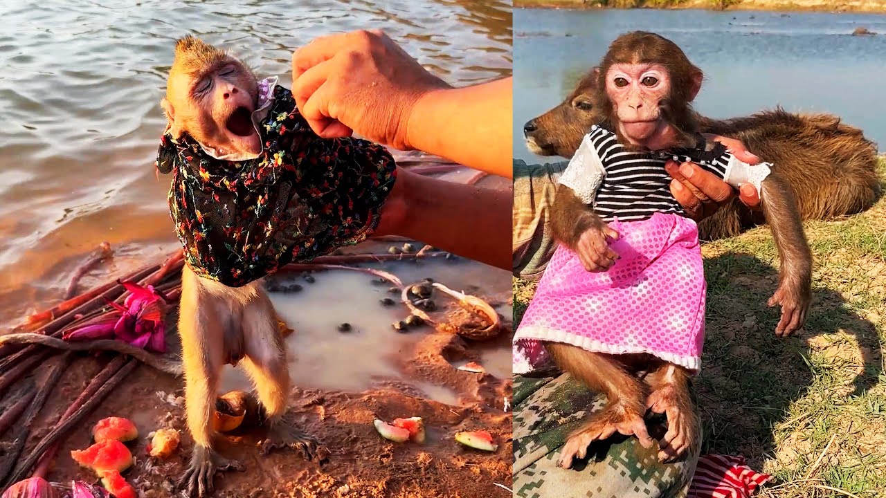 The monkey lost its parents and is now very happy. - YouTube