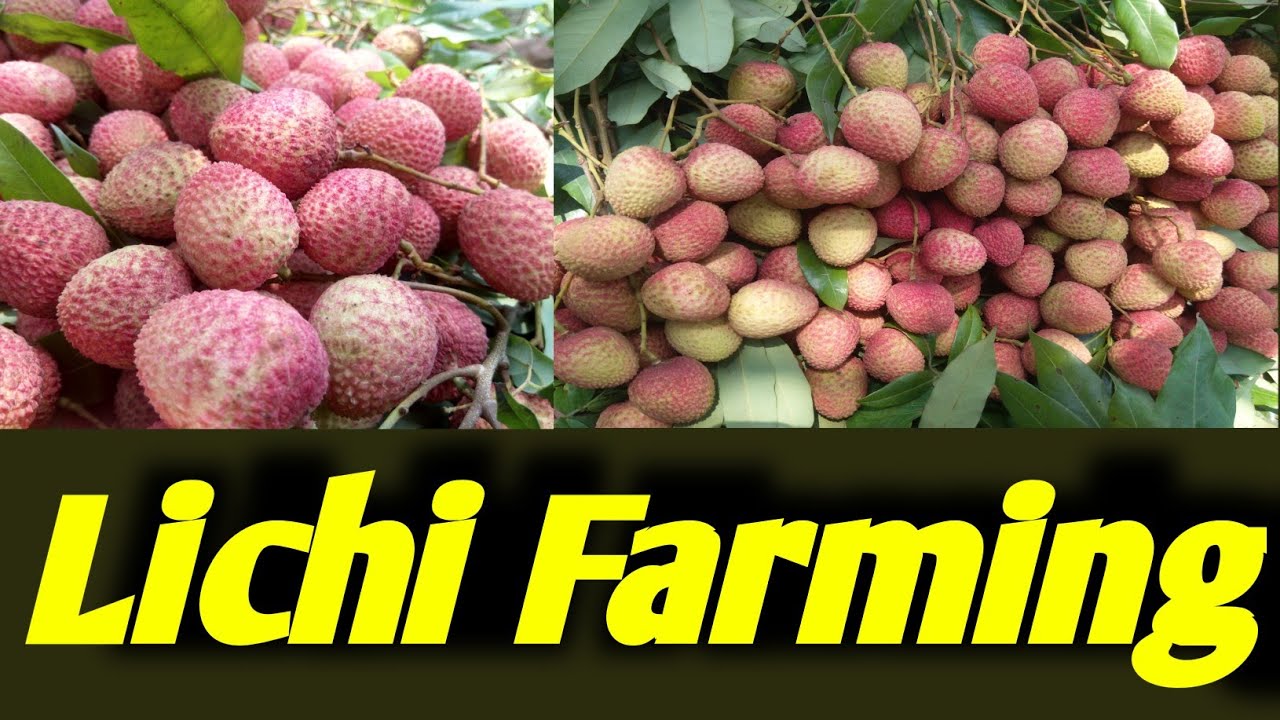 Litchi Farming - YouTube