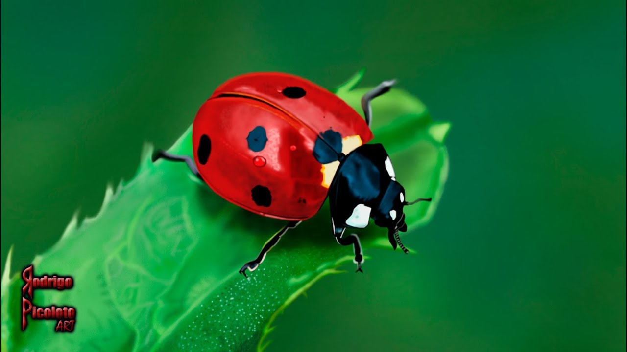 Digital Painting - Ladybug [Photoshop] - YouTube