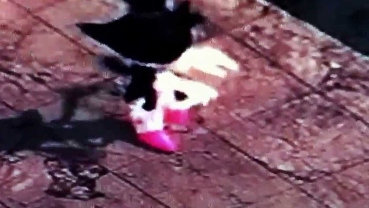 Blaze exe?????? On sonic 06 - YouTube