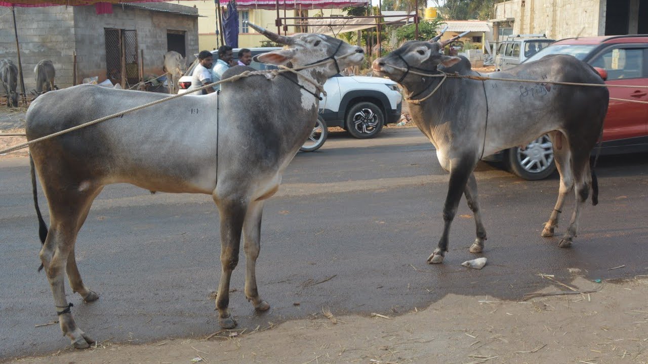 Kaalayyana Palya Bhadranna highly bred stud bull in Thotagere Basavanna ...