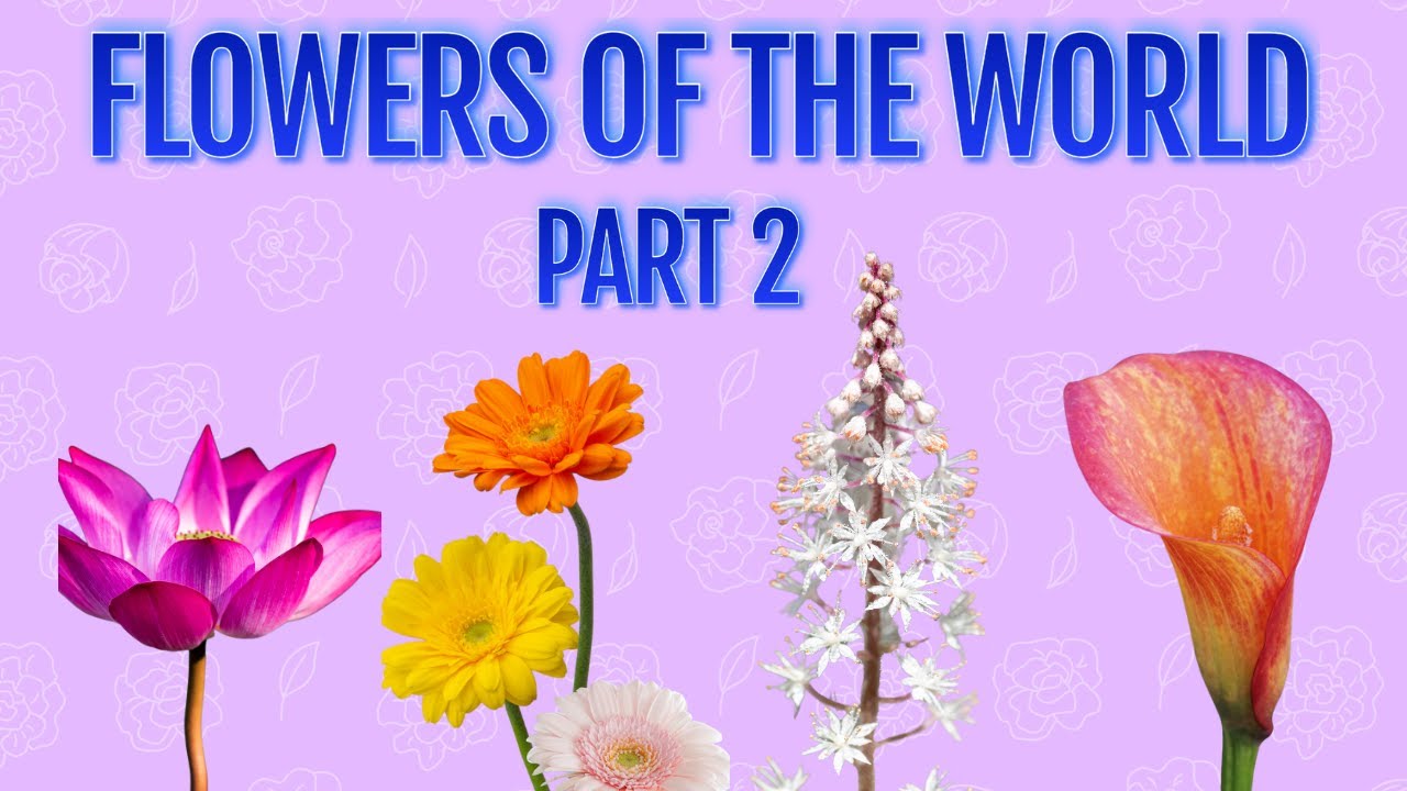 🌸 Know 50 Beautiful Flowers from Around the World! 🌍 PART 2 # ...