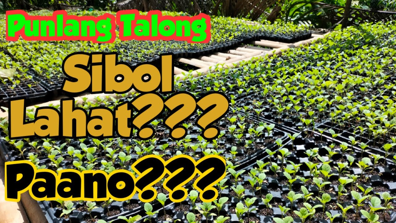 Complete Guide sa Pagpupunla ng Binhing Talong// Paano Magpunla ng ...