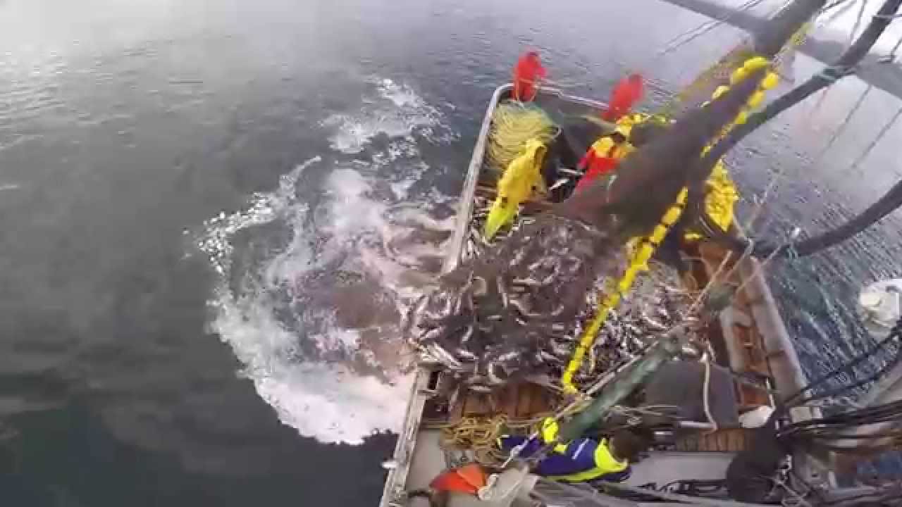 southeast Alaska purse seining F/V Lady Liv 2014 - YouTube