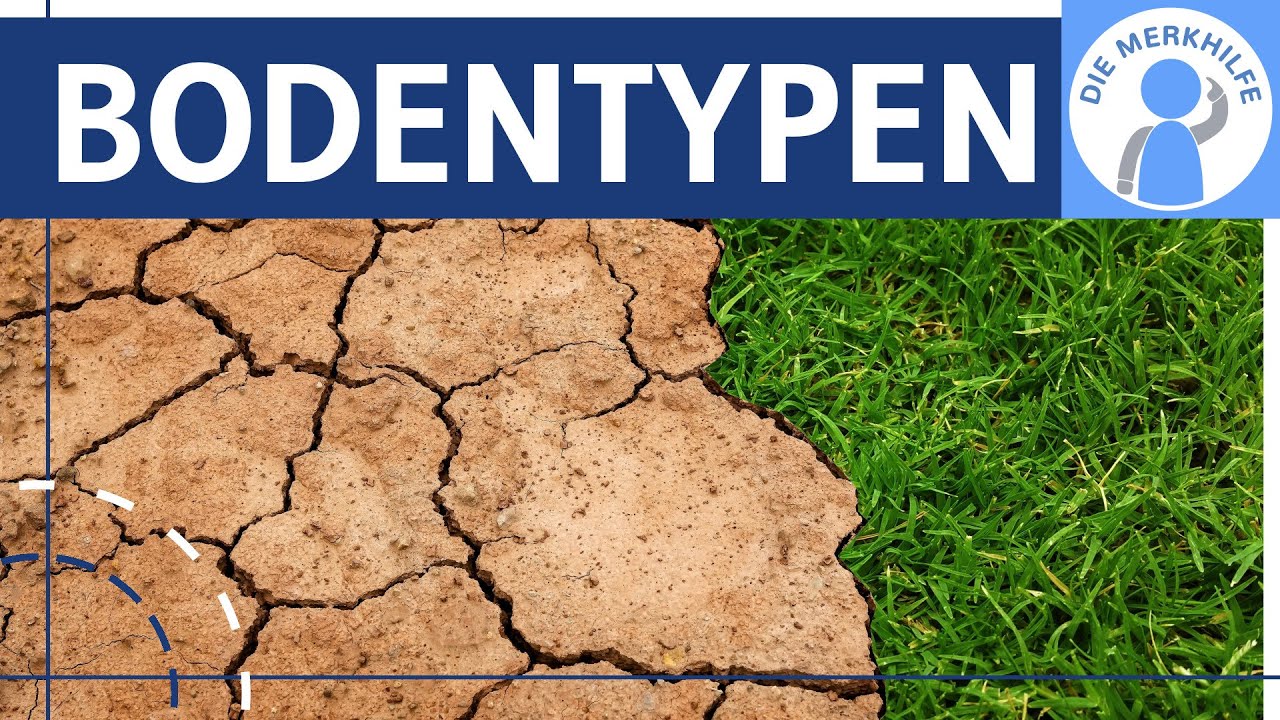 Bodentypen - Bodenhorizonte & Entstehung einfach erklärt - Braunerde ...