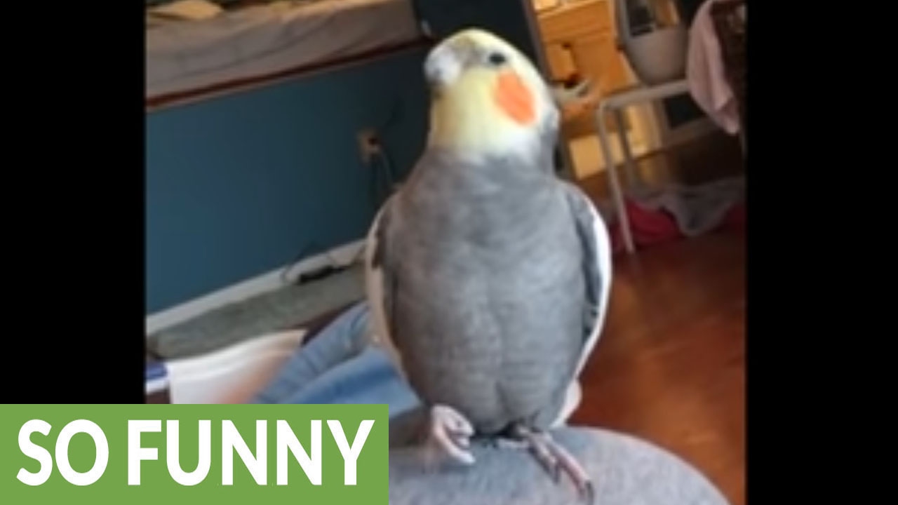 Cockatiel learns "show me your foot" trick - YouTube