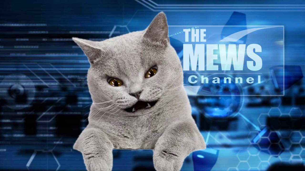 The Mews Headlines - Cats and Physics - YouTube