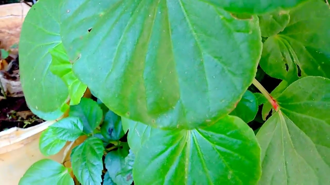 Begônia, Azedinha do Brejo (Begonia cucullata) - YouTube