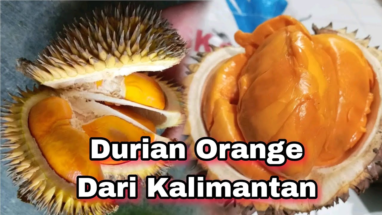 Durian Orange Asli Dari Kalimantan || react durian kalimantan - YouTube