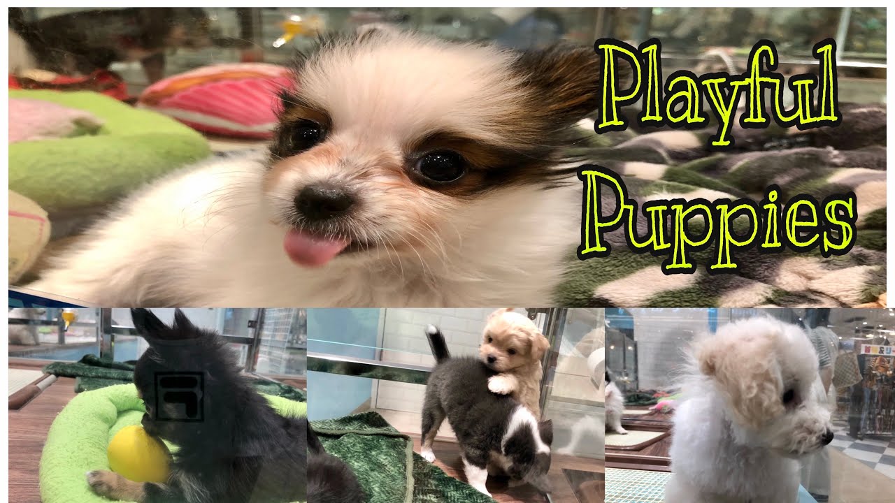 Cute Puppies in Japan | Japan Pet shop - YouTube