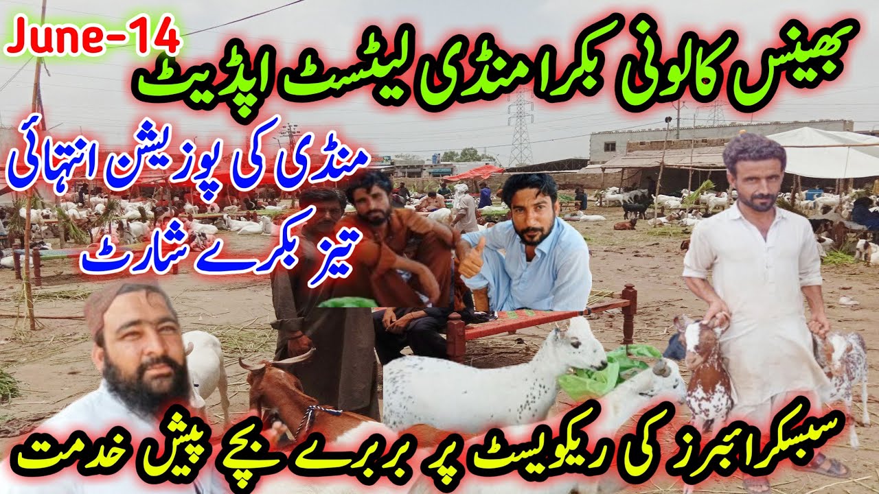 Bhains colony bakra mandi latest update| 14-June-2024| bakra mandi goat ...