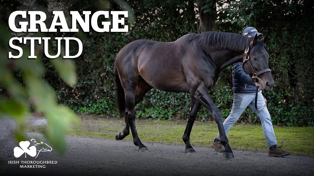 WORLD-BEATING bloodlines at historic GRANGE STUD - YouTube