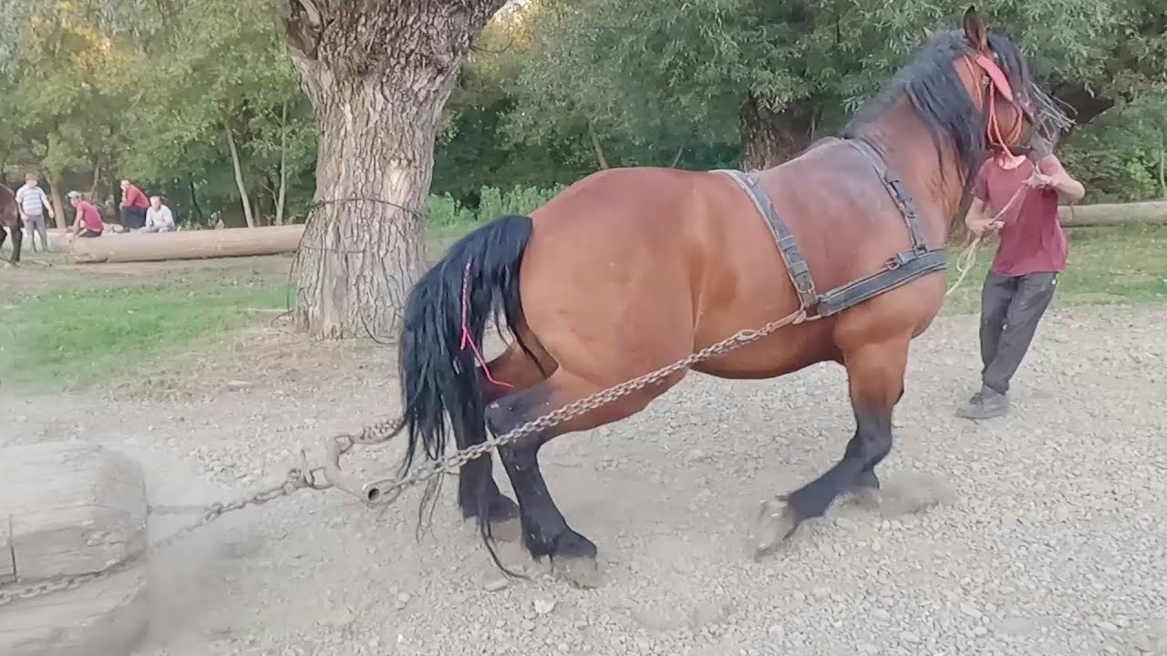 Cai probe de tracțiune 2021 cu Calu Iancu dl.Vlad Costel de la Satu ...
