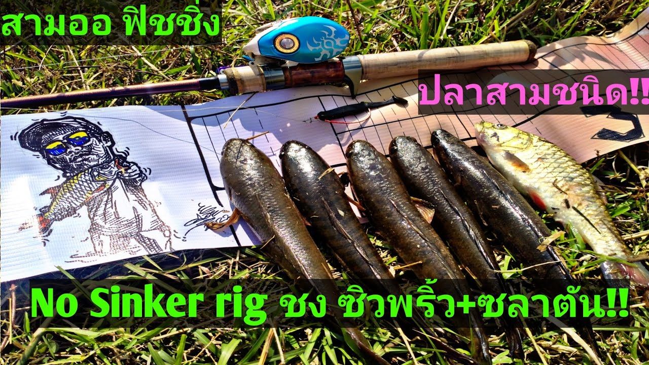 No Sinker rig ชง ซิวพริ้ว+ซลาตัน กับปลาสามชนิด😁😁😁 - YouTube