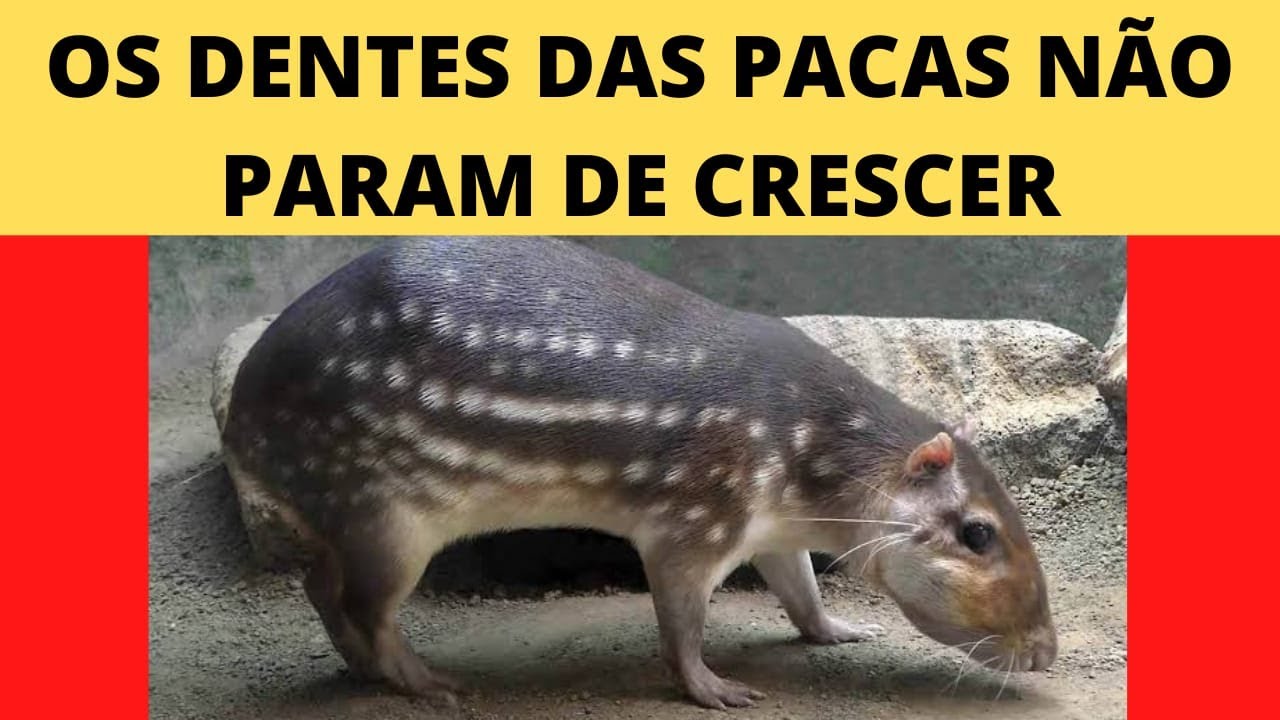 OS DENTES DAS PACAS NÃO PARAM DE CRESCER - YouTube