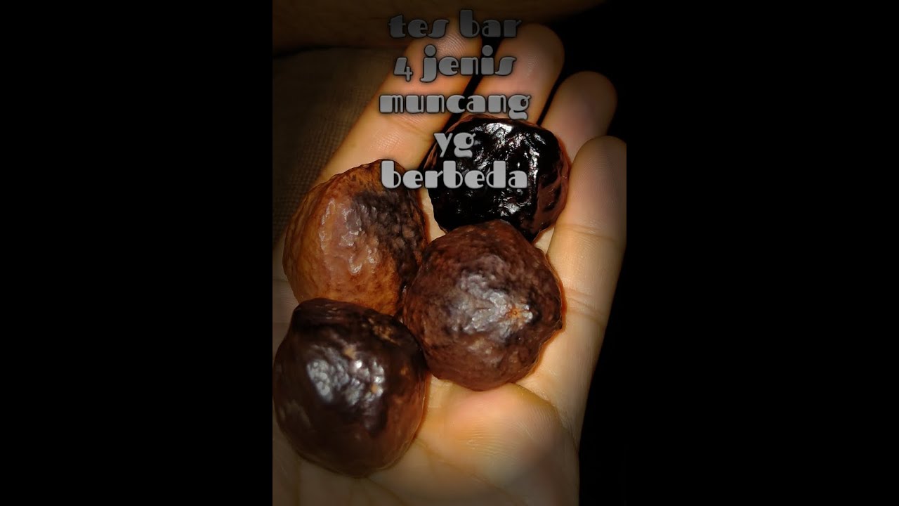 Tes geduk muncang dari jenis yg berbeda - YouTube