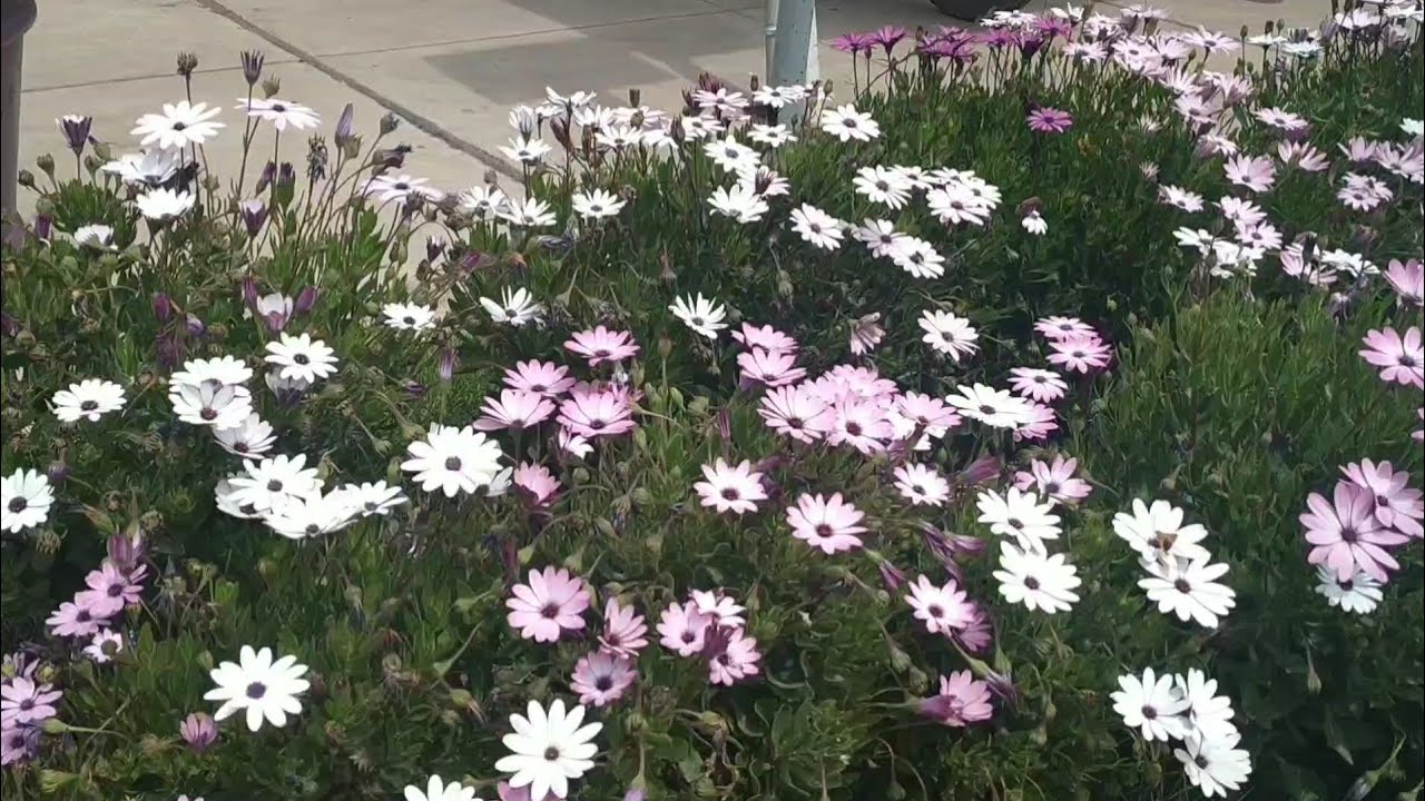 cómo cuidar las Dimorphotheca - YouTube