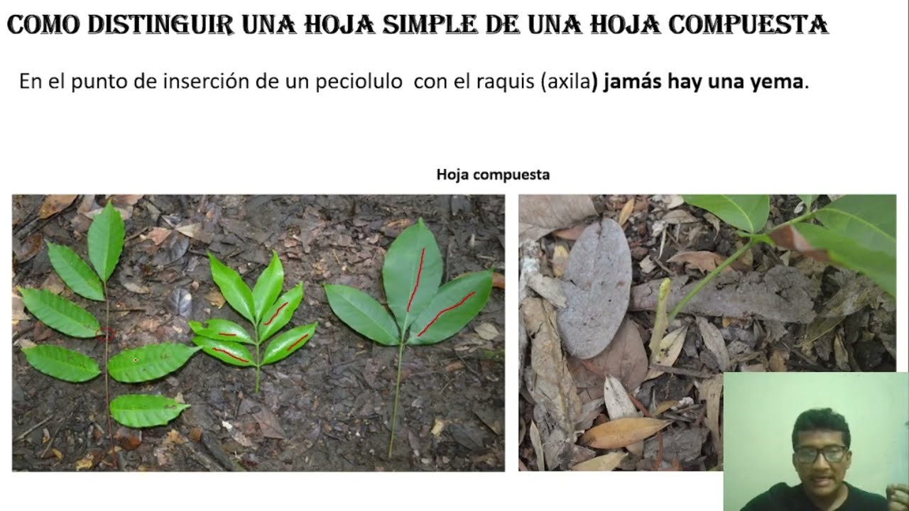 Hoja De Trabajo De Hojas Y Compuestos Simples