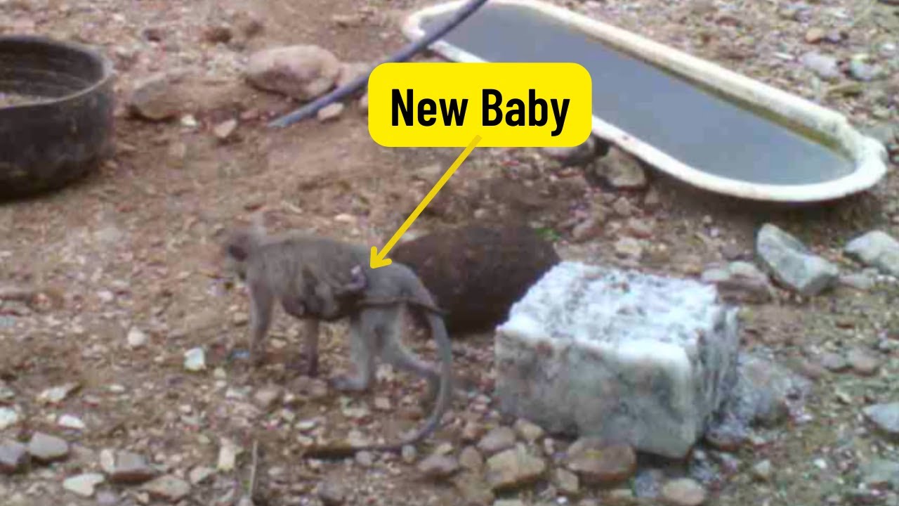 New Baby Monkey - YouTube