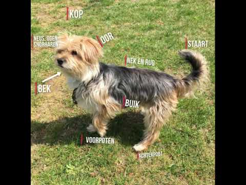 Lichaamsdelen van de hond - YouTube