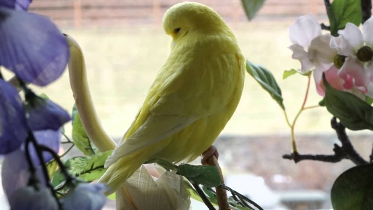Tilly Bird the Budgie & Friends - YouTube