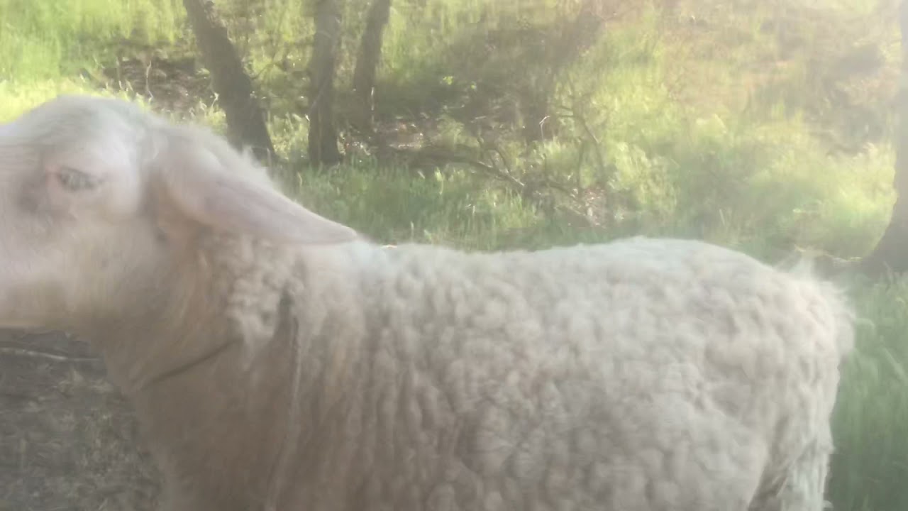 Sheep are actually pretty intelligent here’s proof - YouTube
