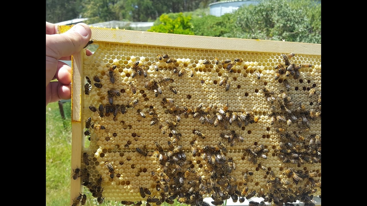 Beekeeping - Checking a Nuc Hive for Queen Cells - YouTube