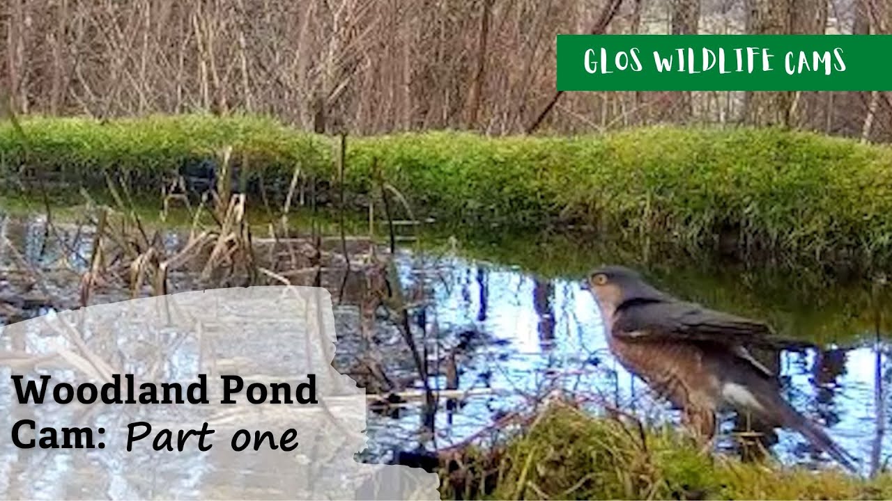 Woodland Pond Cam: Part one - YouTube