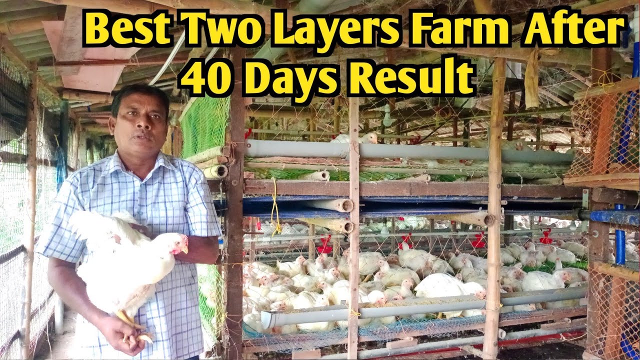 सबसे अच्छा दो मंजिला फार्म में 40 दिन का रिजल्ट || Two Layers Farm 40 ...