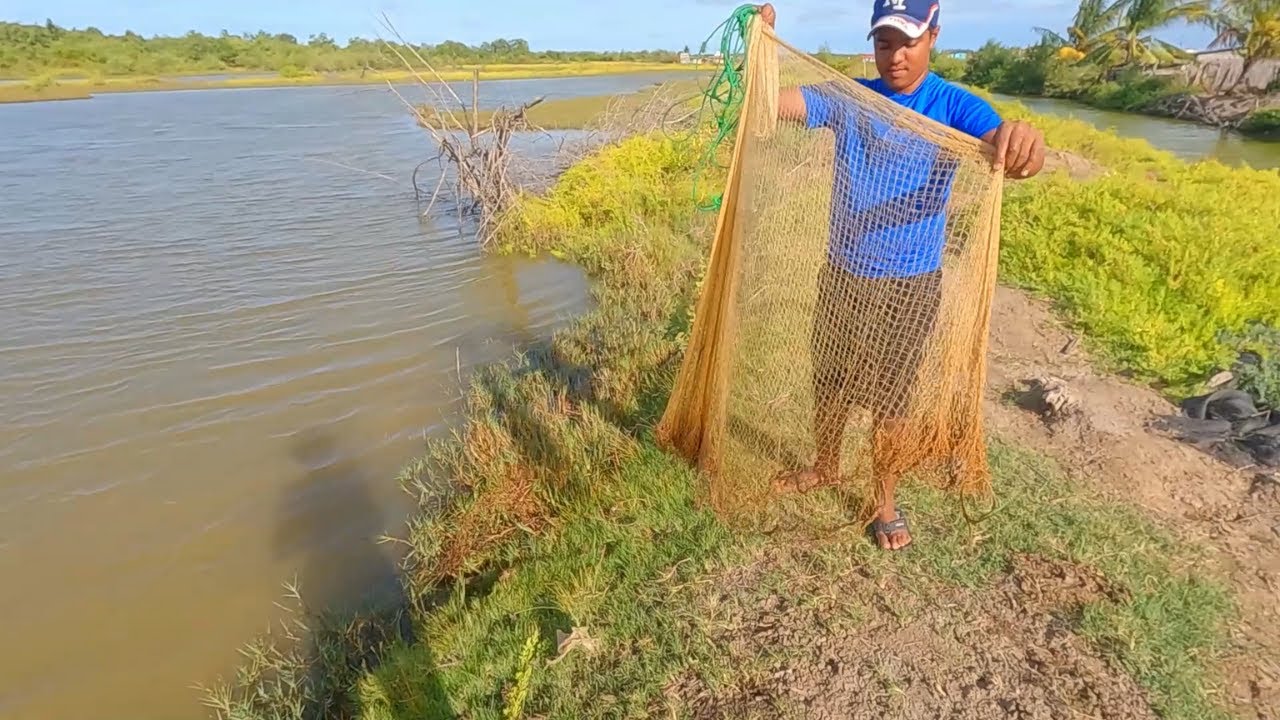 Cast Net Fishing At The Ponds, Berbice Guyana Part 4 - YouTube