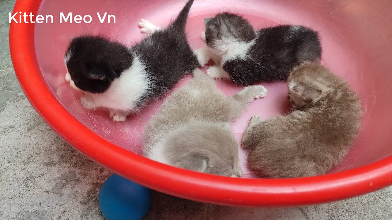 Comradeship of the kittens of the cat Mun - YouTube